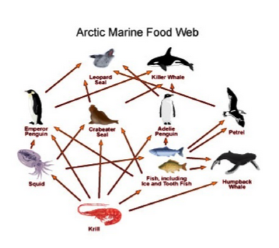 Arctic Ocean Food Web Arctic Food Webs Nunavik IcE