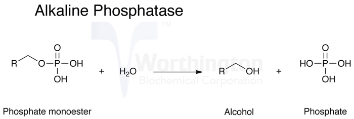 Solved Alkaline Phosphatase HO-P-OH +H20 OH OH Alcohol | Chegg.com