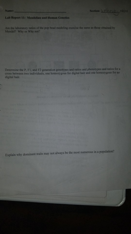 NOON Name: Lab Report 11: Mendelian and Human | Chegg.com