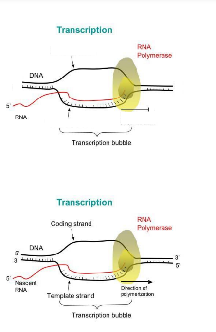 Solved Transcription 5. In the picture below, draw in the | Chegg.com