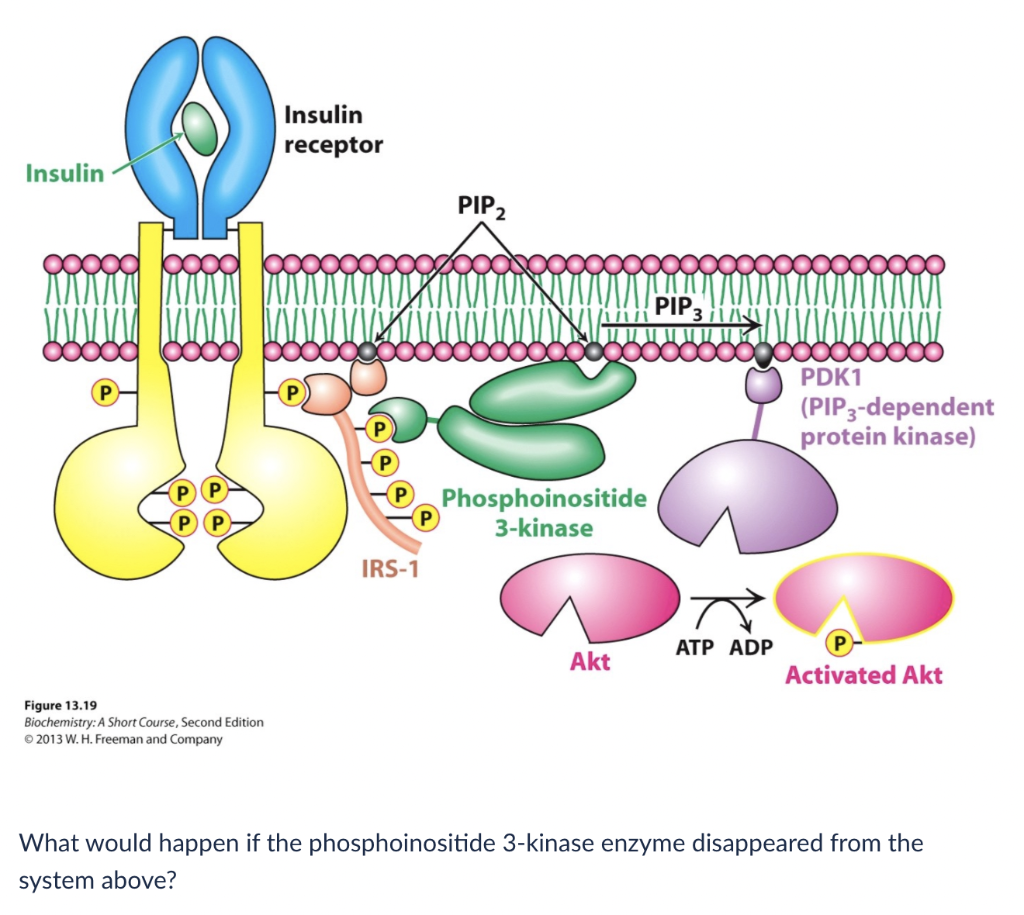 Solved Insulin receptor Insulin PIP2 PIP3 PDK1 | Chegg.com