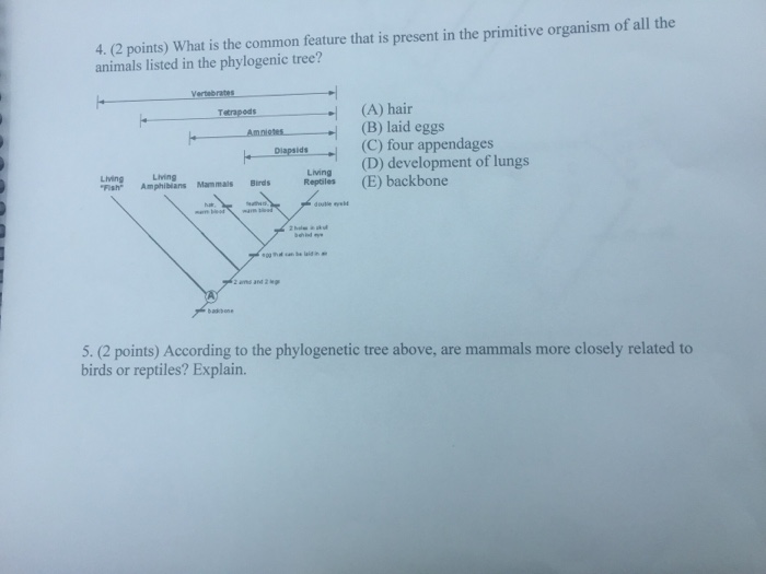 Solved What is the common feature that is present in the | Chegg.com