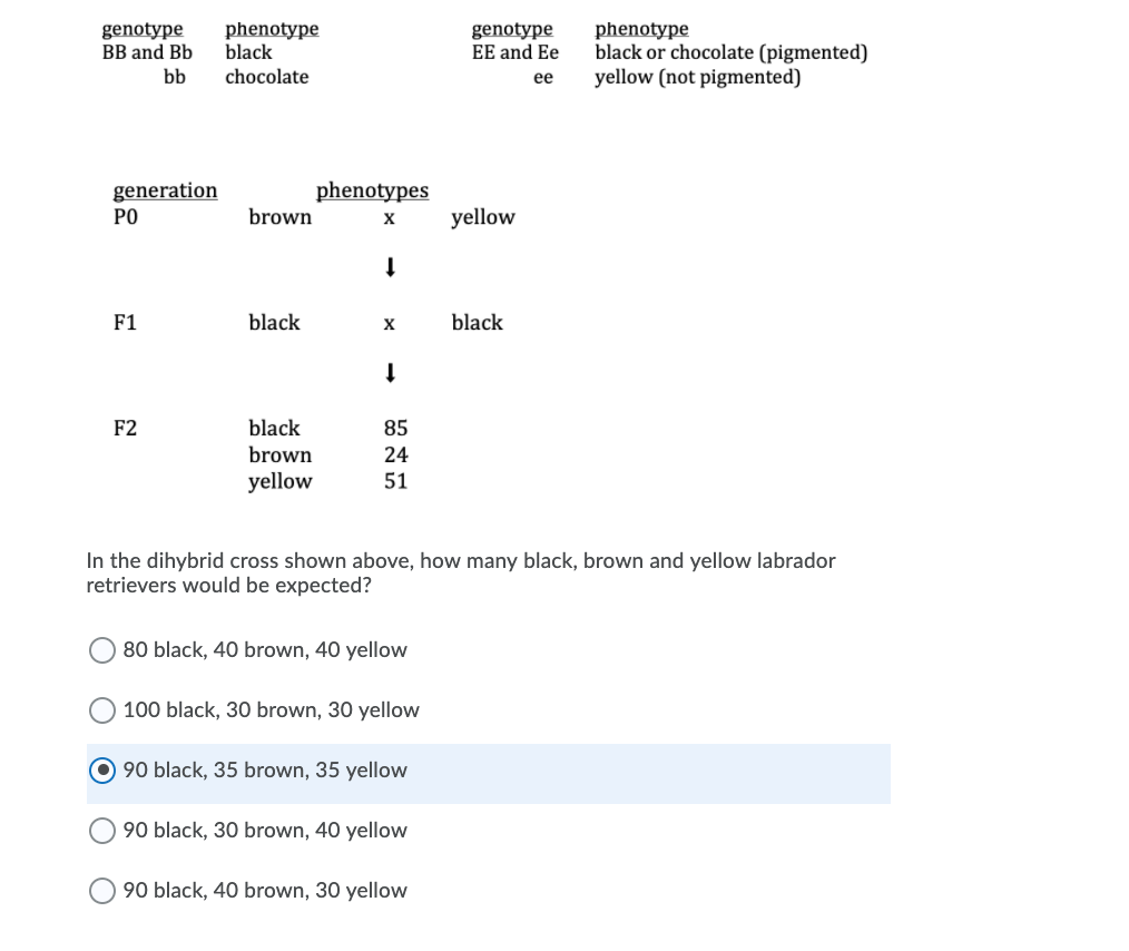Solved genotype BB and Bb bb phenotype black chocolate | Chegg.com