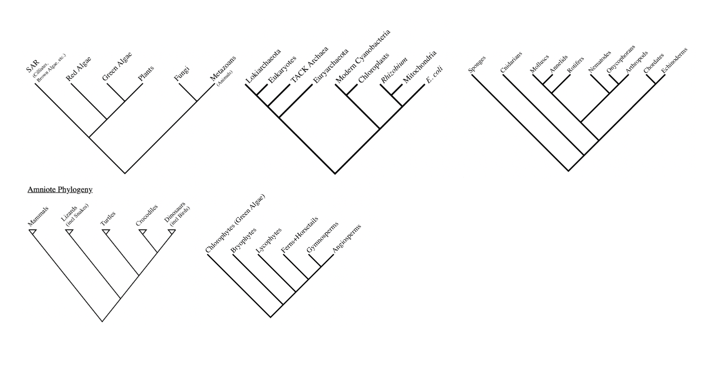 Solved the following phylogenetic trees were given in class. | Chegg.com