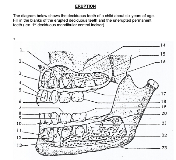 Solved ERUPTIONThe diagram below shows the deciduous teeth | Chegg.com