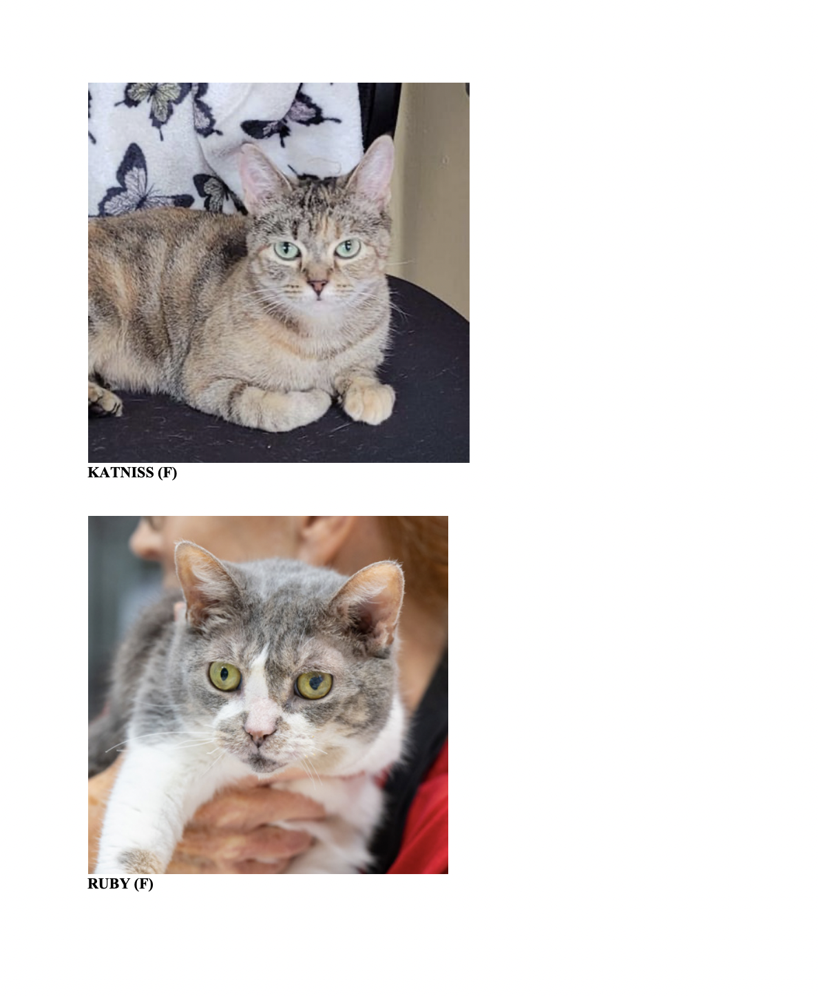 CAT COAT GENETICS FILE 4 (F) = FEMALE ∣(M)= MALEGAYLE | Chegg.com