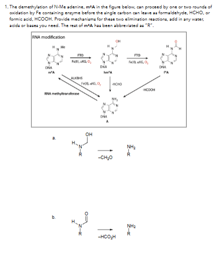 Solved 1. The demethylation of N−Me adenine, mSA in the | Chegg.com