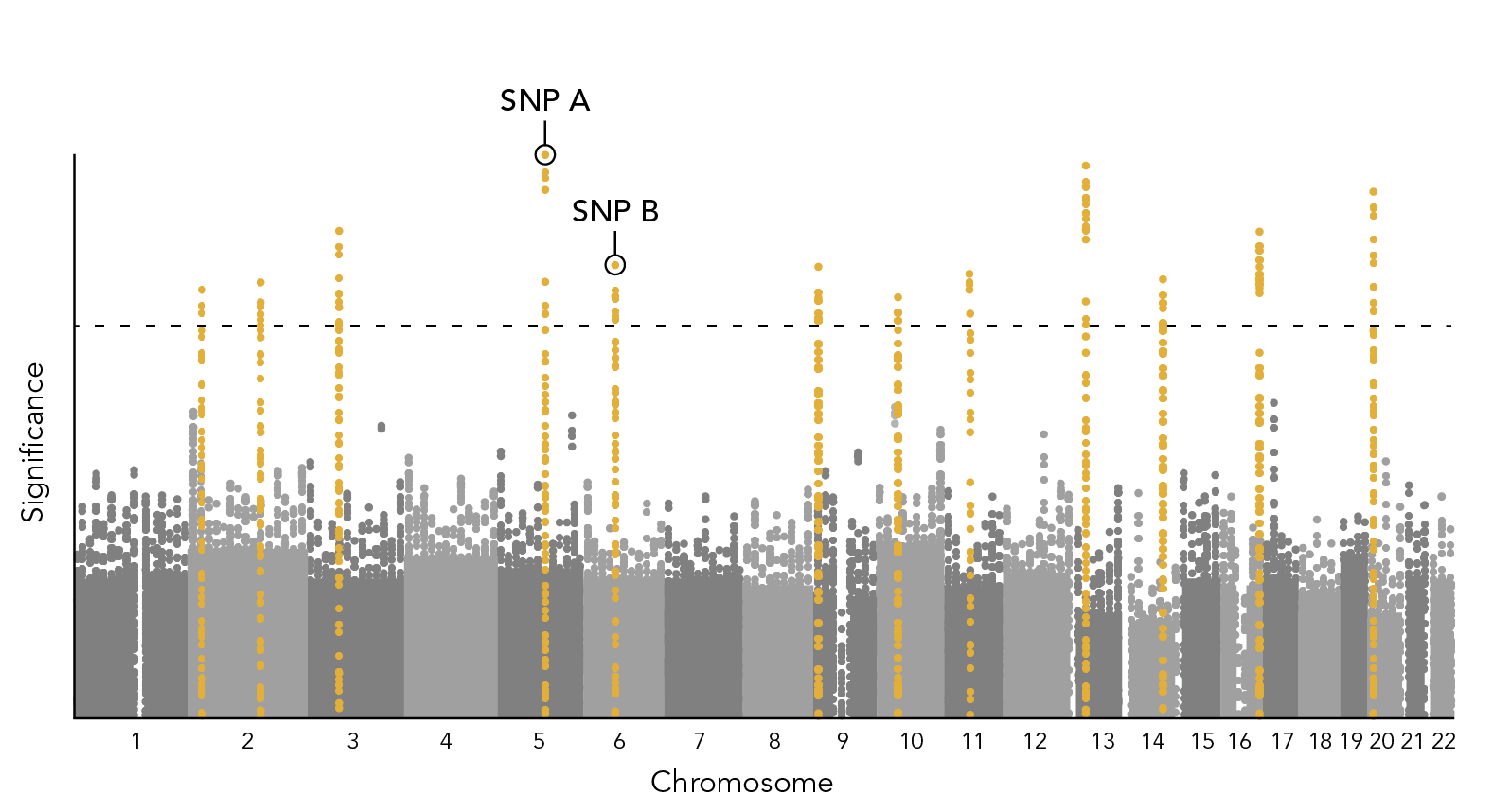 Solved Compare SNP A and SNP B below. Which of the following | Chegg.com