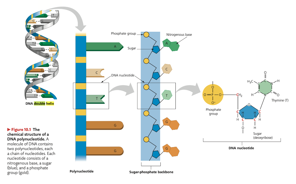 Solved Using figure 10.1 as a reference draw a picture of a | Chegg.com