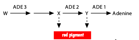 Solved In this given pathway, if functional ADE3 and | Chegg.com