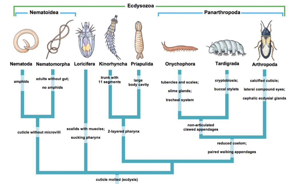 Solved 1. List all synapomorphies for the Kinorhyncha. 2. | Chegg.com
