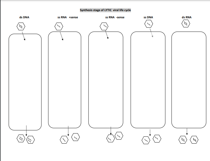 Synthesis stage of LYSOGENIC viral life cycle 5s DNA | Chegg.com