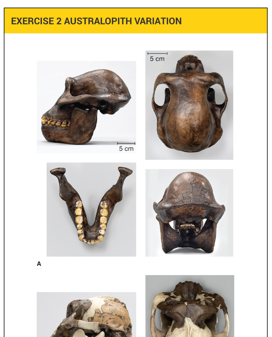 EXERCISE 2 AUSTRALOPITH VARIATION Work in a small | Chegg.com