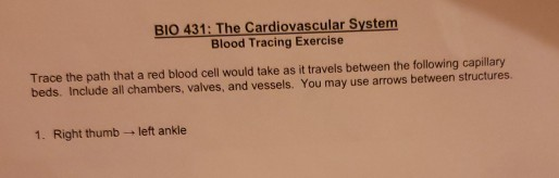 Solved BIO 431: The Cardiovascular System Blood Tracing | Chegg.com