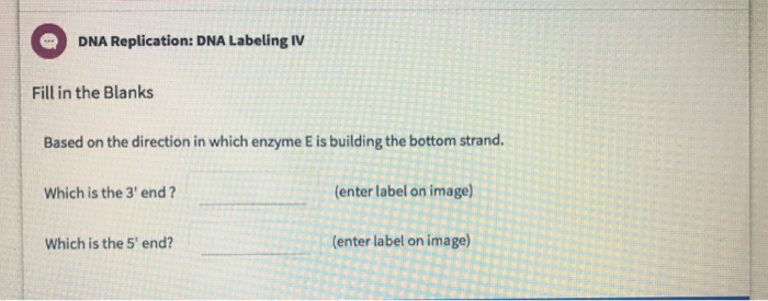 Solved DNA Replication: DNA Labeling IV Fill in the Blanks | Chegg.com