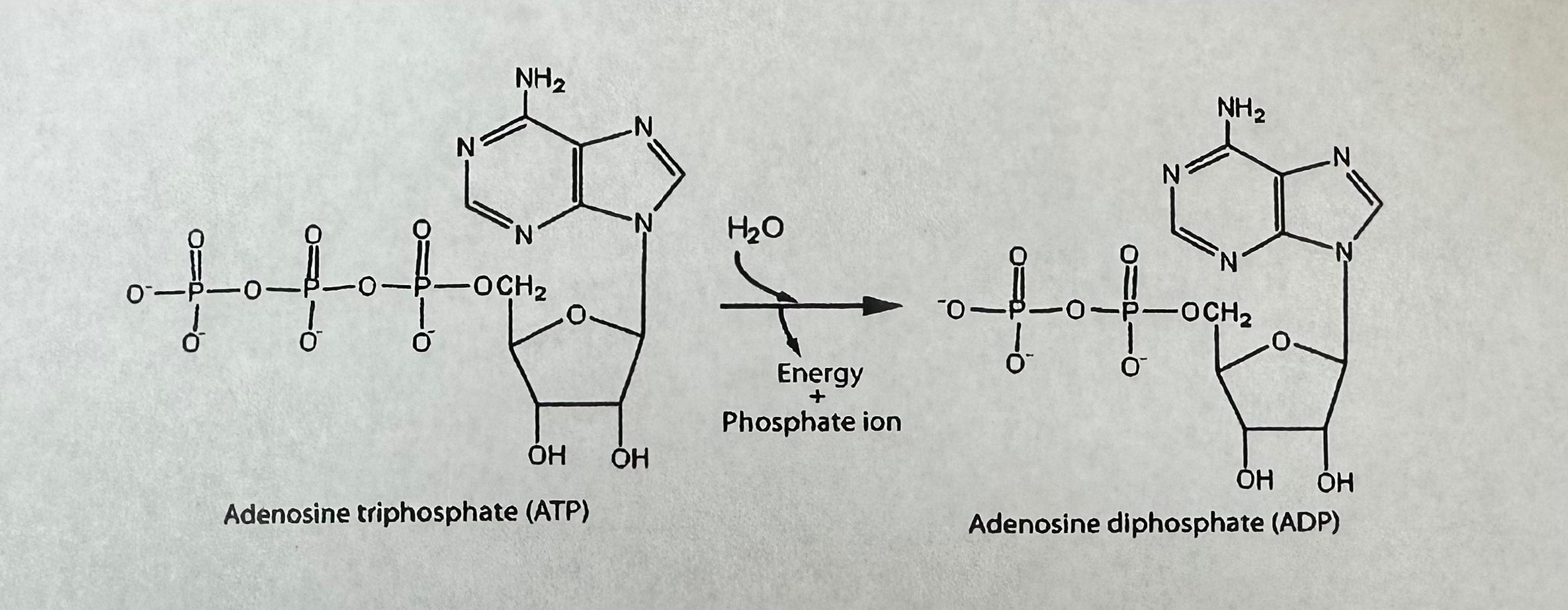 Solved Question: The ATP hydrolysis reaction (shown below) | Chegg.com