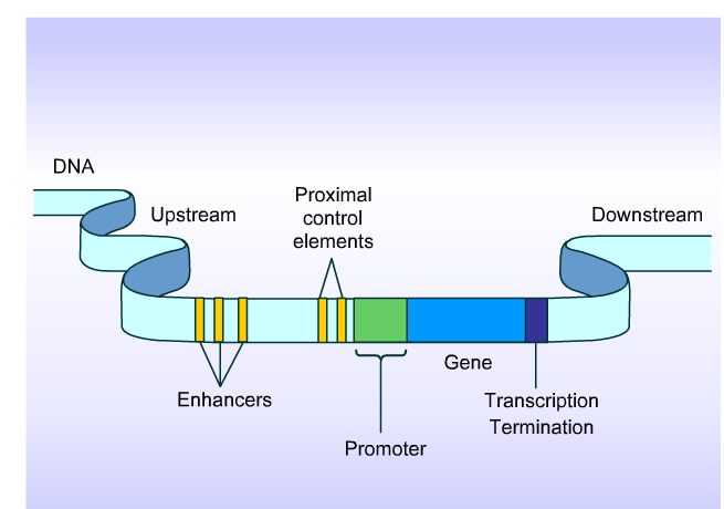 Solved What is the best DNA segment arrangement to get | Chegg.com