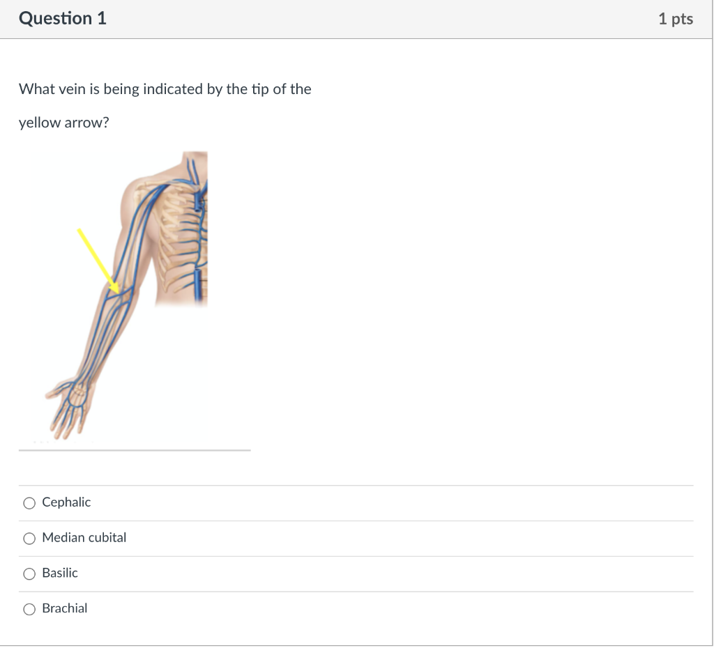 Solved Question 1 1 pts What vein is being indicated by the | Chegg.com
