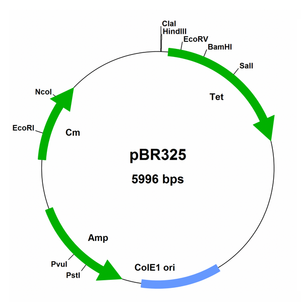 Solved “EcoR1” and “BamH1” are enzymes which only cut DNA at | Chegg.com
