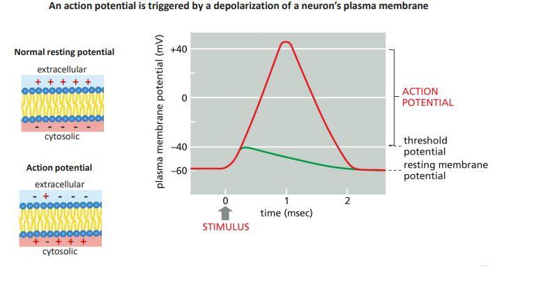 Solved Action potentials occur when a membrane depolarizes | Chegg.com