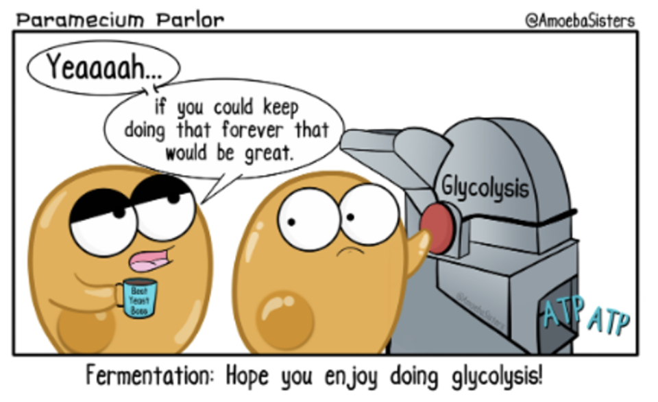 Solved For a person who understands fermentation and | Chegg.com