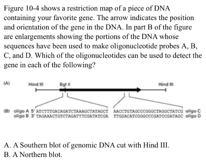 Solved Figure 10-4 shows a restriction map of a piece of DNA | Chegg.com