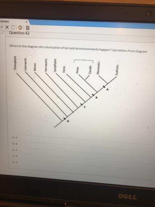 Solved Canvas > X Question 42 Where in the diagram did | Chegg.com