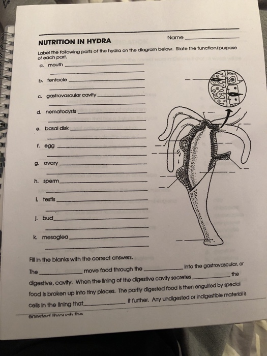 Solved NUTRITION IN HYDRA Name Label the following parts of | Chegg.com