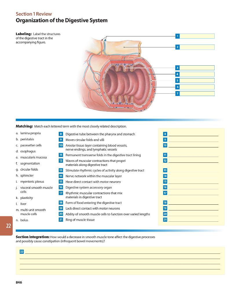 Section 2 Review Digestive Tract Labeling: Label the | Chegg.com