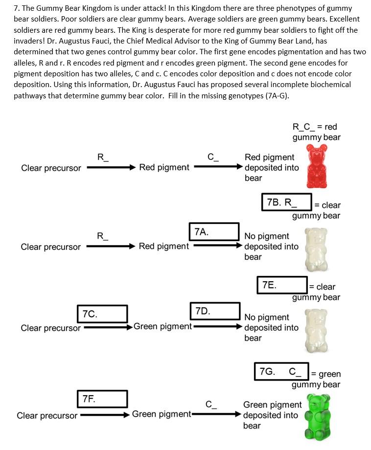 Solved 7. The Gummy Bear Kingdom is under attack! In this | Chegg.com