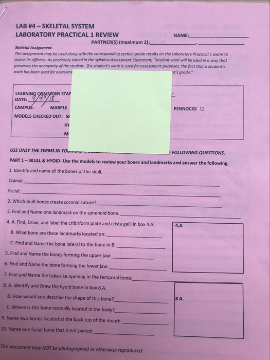 Solved LAB #4-SKELETAL SYSTEM LABORATORY PRACTICAL 1 REVIEW | Chegg.com