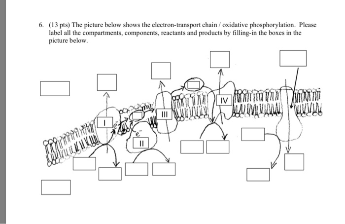 Electron Transport Chain Labeled Diagram