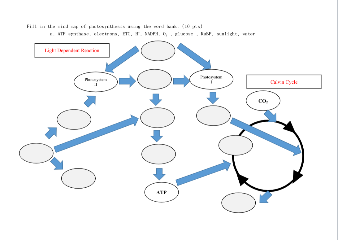 Solved Fill in the mind map of photosynthesis using the word | Chegg.com