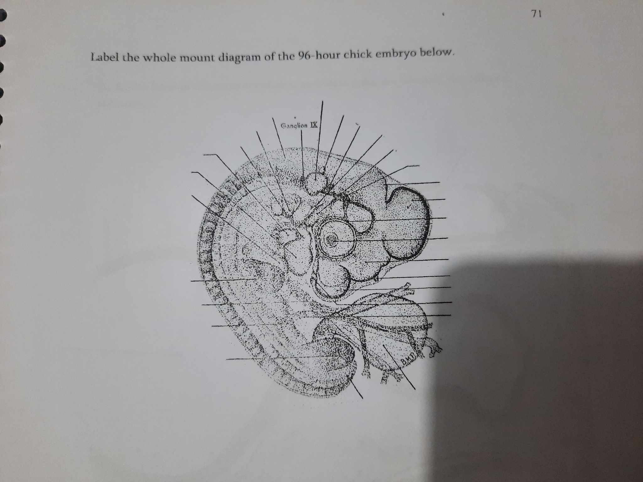 Solved 71 Label the whole mount diagram of the 96-hour chick | Chegg.com