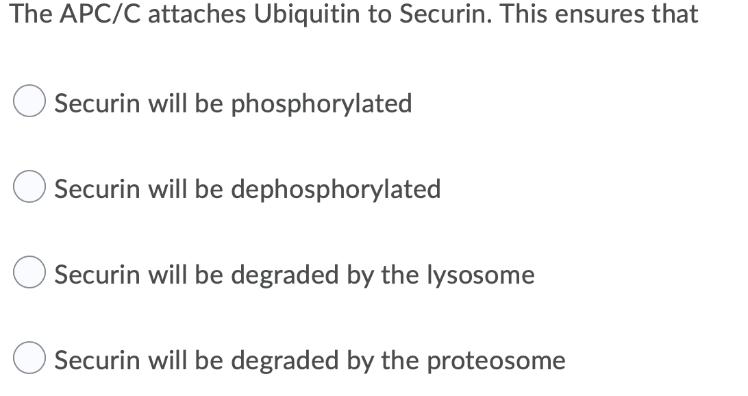 Solved The APC/C attaches Ubiquitin to Securin. This ensures | Chegg.com