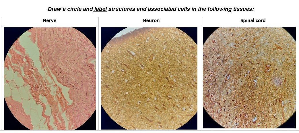 Draw a circle and label structures and associated | Chegg.com