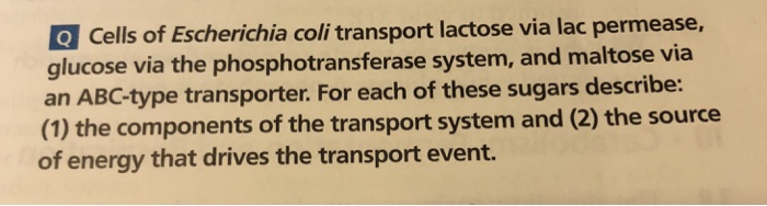 Solved 回 Cells of Escherichia coli transport lactose via lac | Chegg.com