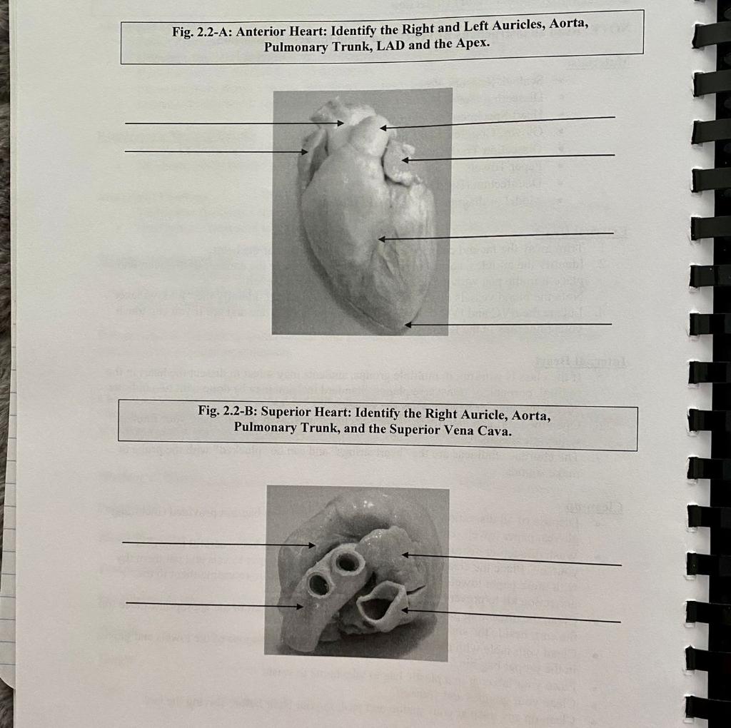 Solved Activity 2.2-D: Animal Heart Dissection NOTE: Read | Chegg.com