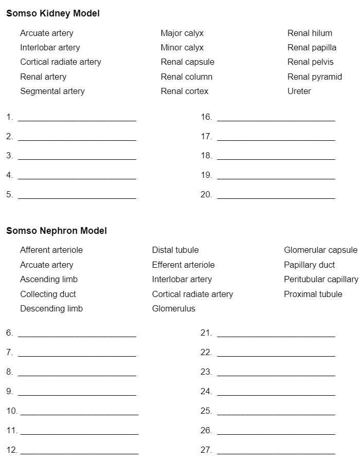 Solved Somso Kidney Model Arcuate artery Interlobar artery | Chegg.com