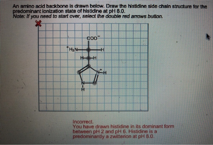 Solved An amino acid backbone is drawn below. Draw the | Chegg.com