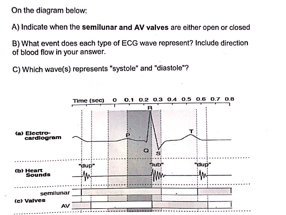 Solved On the diagram below: A) Indicate when the semilunar | Chegg.com