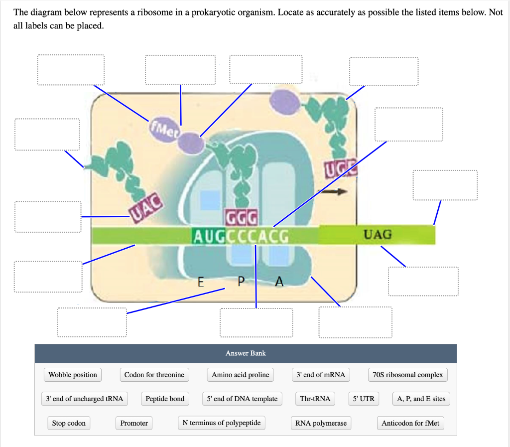 Solved The diagram below represents a ribosome in a | Chegg.com