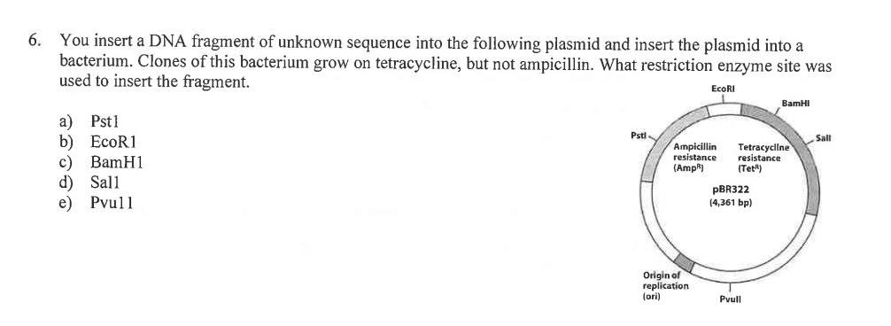 Solved 6. You insert a DNA fragment of unknown sequence into | Chegg.com