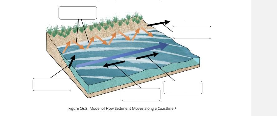 1.Label Figure 16.3 (shown below) with the following | Chegg.com