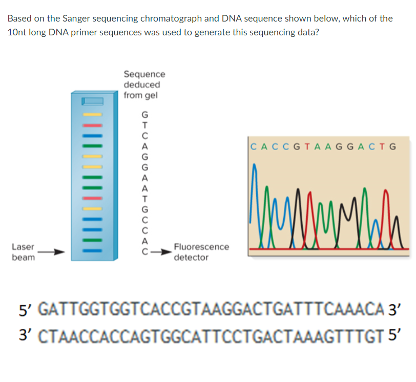 Solved Based on the Sanger sequencing chromatograph and DNA | Chegg.com