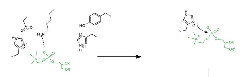 Solved Below is one step of a catalytic mechanism for an | Chegg.com