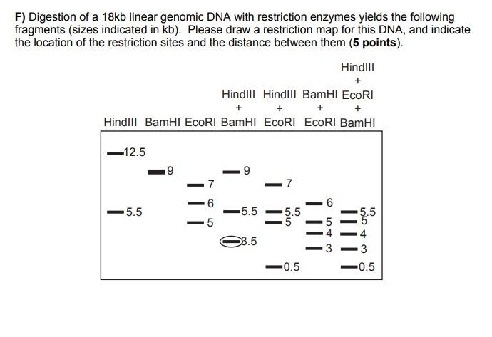 Solved F) Digestion of a 18kb linear genomic DNA with | Chegg.com
