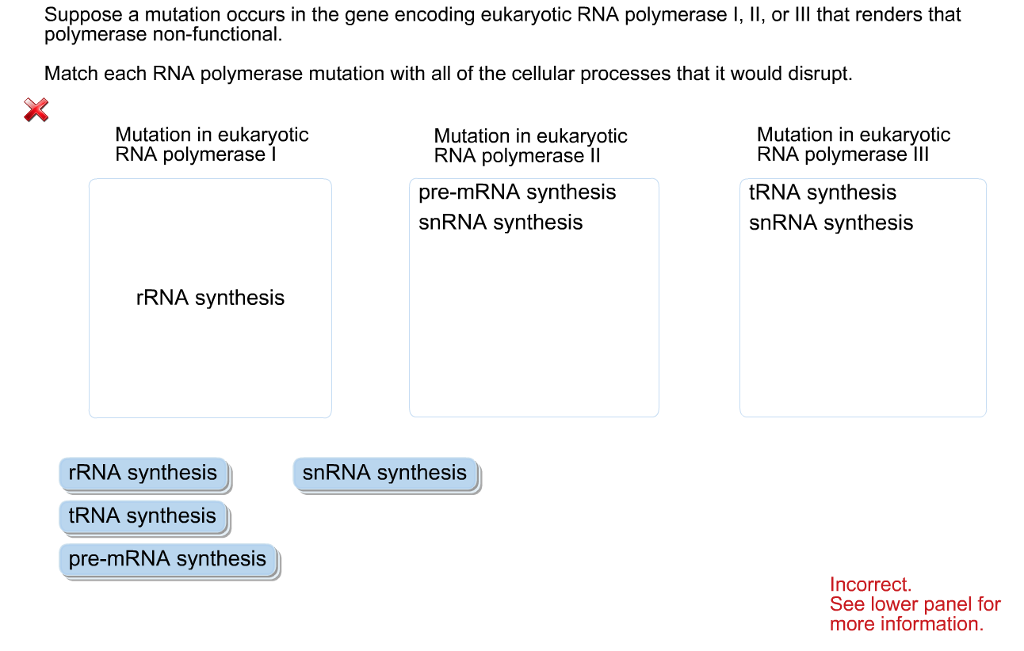 Solved Suppose a mutation occurs in the gene encoding | Chegg.com