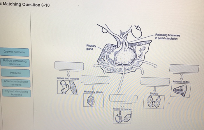 Solved 5 Matching Question 6-10 Releasing hormones in portal | Chegg.com