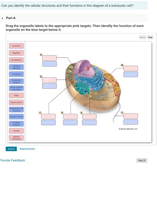 Solved Can You Identify The Cellular Structures And Their Chegg
